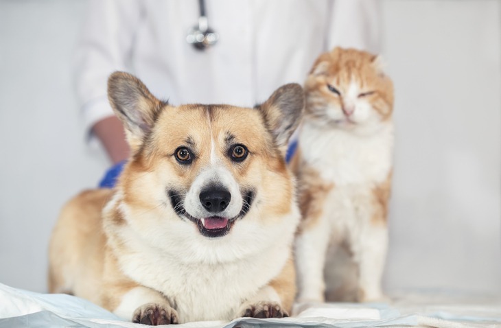 When to Schedule a Veterinary Follow-Up? - Trudeau Meter