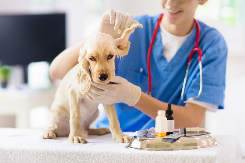 Why Is Early Detection Through Lab Tests Vital for Pet Health ...