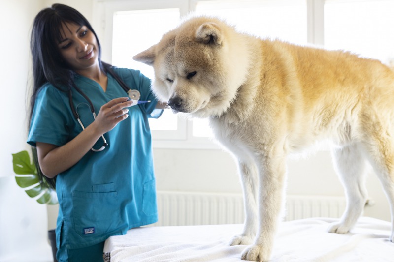 How Can Routine Vet Visits Prolong My Pet's Life? - Trudeau Meter